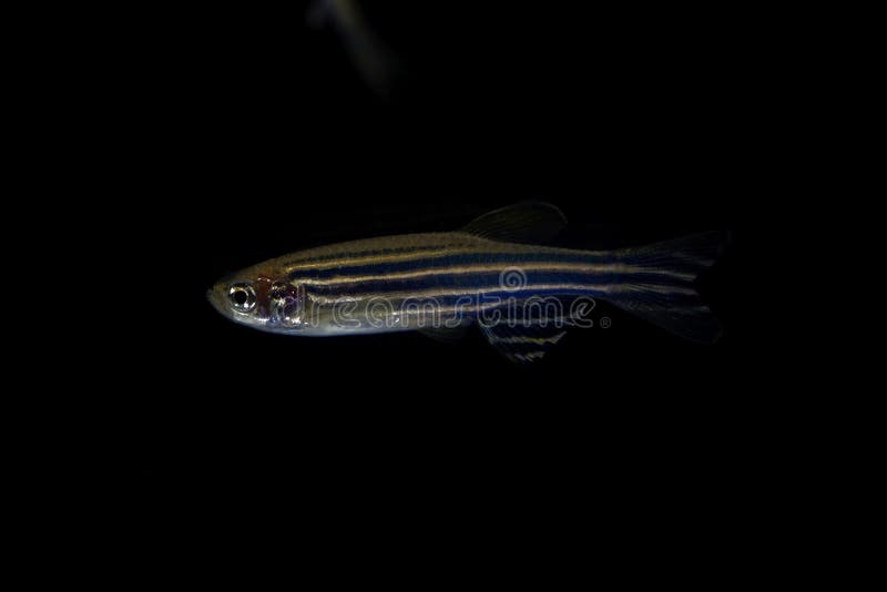 Zebrafish (Danio Rerio) Aquarium Fish Stock Image - Image of zebra ...