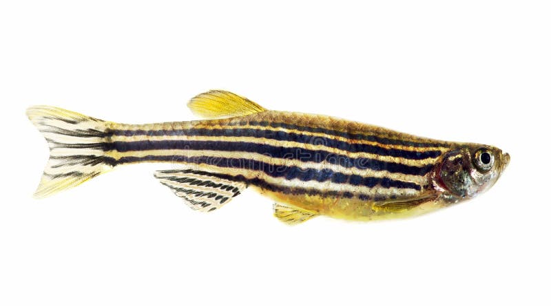 Zebra Liking Something Stock Photos - Free & Royalty-Free Stock Photos ...