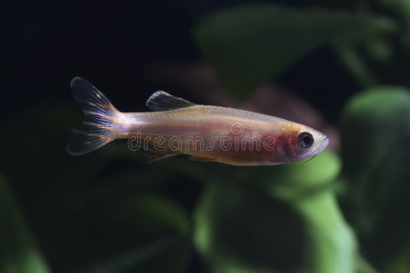 Zebrafish (Danio Rerio) in Planted Aquarium Stock Image - Image of ...