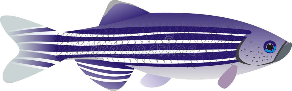 Zebrafish Danio rerio stock vector. Illustration of freshwater - 139670403