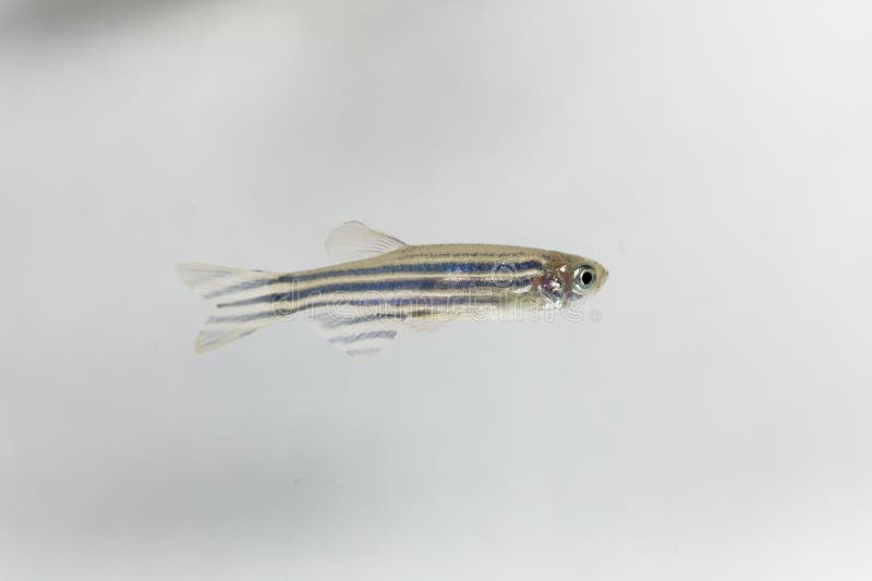 Zebrafish Danio Rerio with a White Background Stock Image - Image of ...