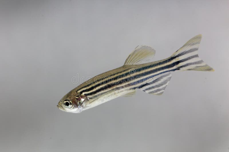 Zebrafish Danio Rerio with a White Background Stock Image - Image of ...