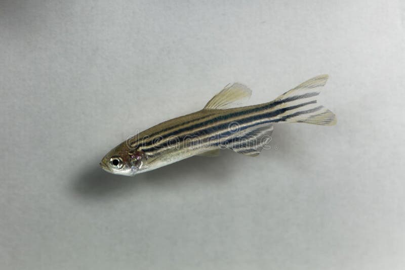 Zebrafish Danio Rerio with a White Background Stock Image - Image of ...