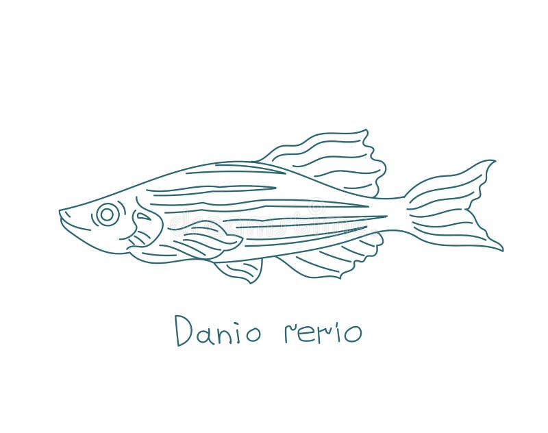 Zebrafish Danio Stock Illustrations – 84 Zebrafish Danio Stock ...