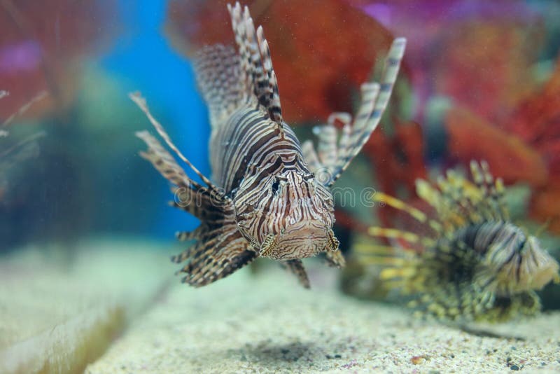 Zebrafish stock photo. Image of zebrafish, blue, life - 72233944