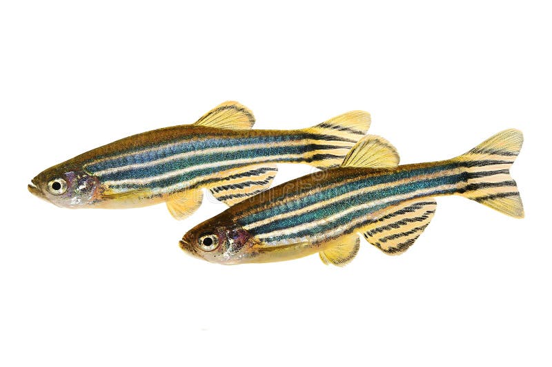 Danio rerio stock photo. Image of breeding, object, hobby - 47706114