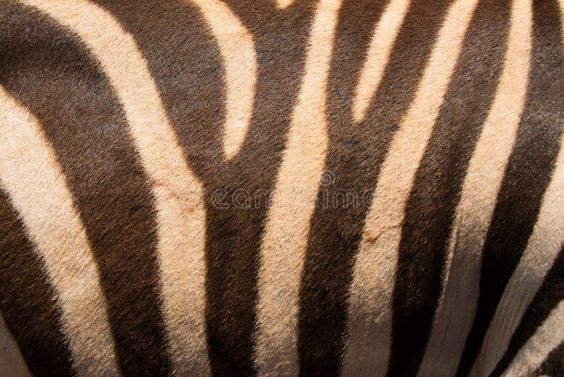Zebra-Fell stockfoto. Bild von muster, gefangenschaft - 24230158
