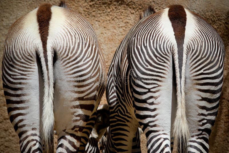 Zebra-Muster stockfoto. Bild von tier, haut, wild, pelz - 14523310