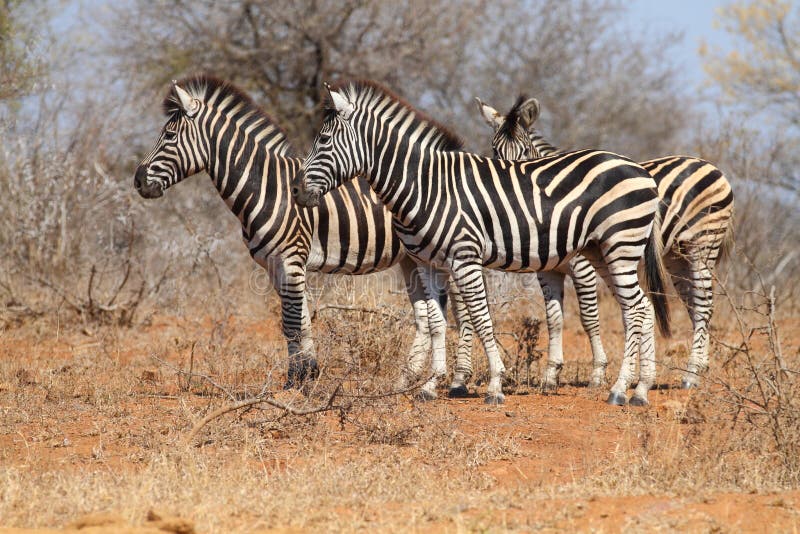 Mating Lions stock photo. Image of animals, namibia, wildlife - 10696166