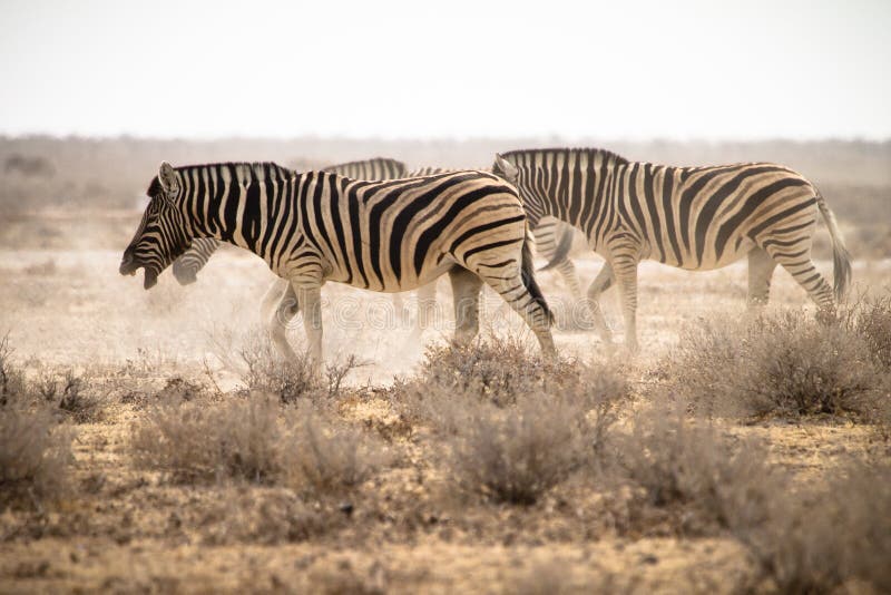 Zebra pack stock image. Image of hunt, herd, clouds, zebra - 115437