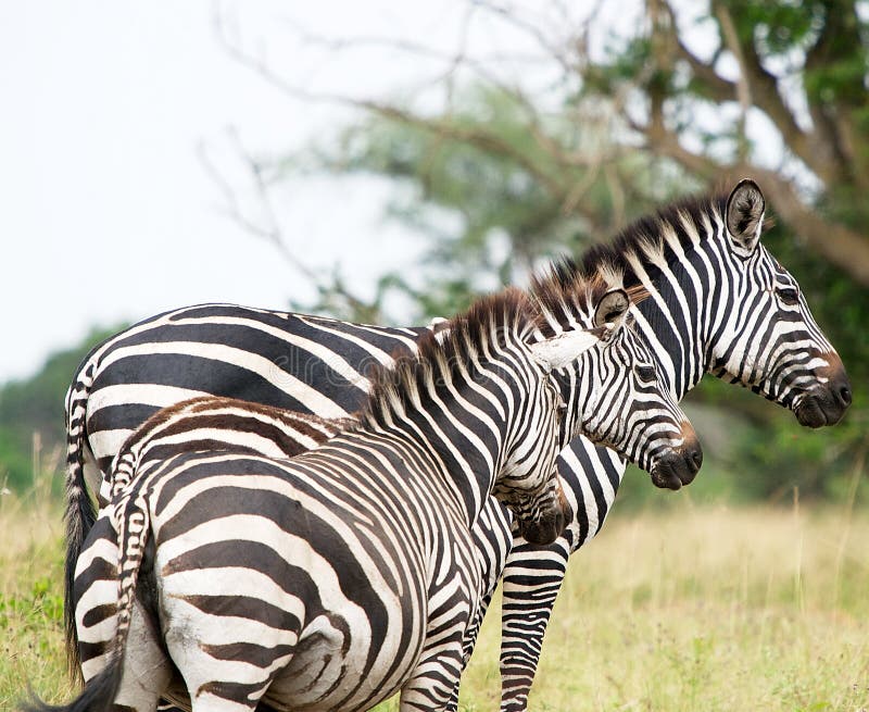 Zebras stock photo. Image of white, wild, park, zebra - 19443320