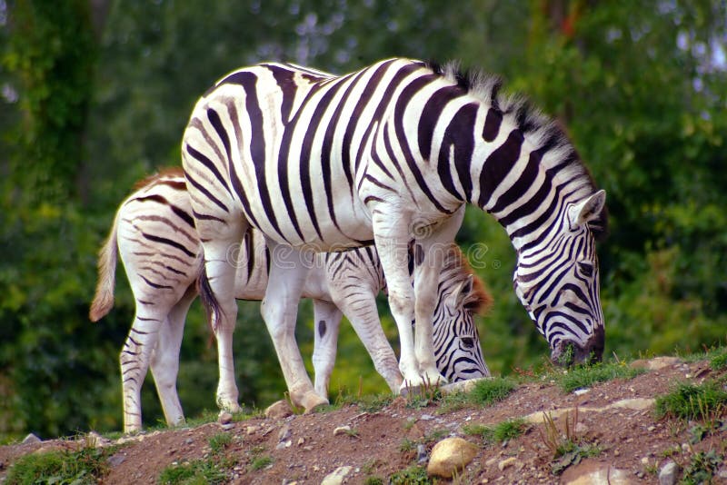 Zebras 2 stock image. Image of wildlife, zebras, mammals - 264509
