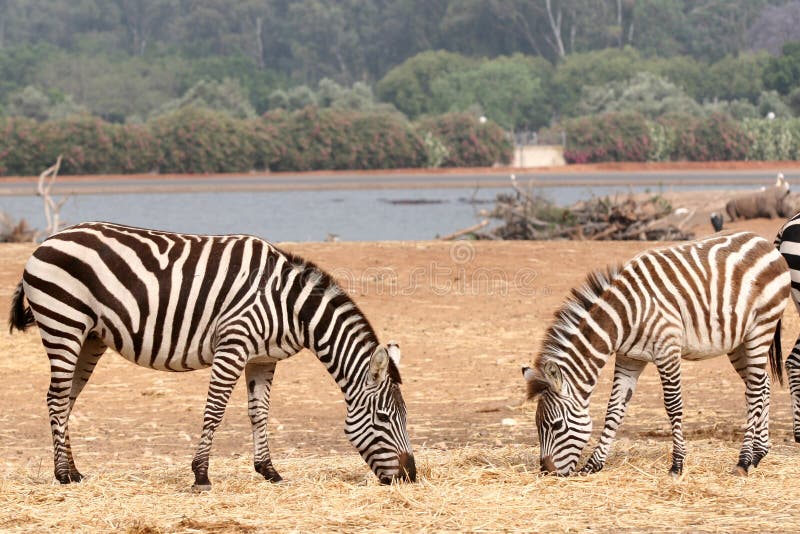 Zebras hiding from the sun stock image. Image of kenya - 4788375