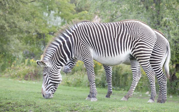 Zebras stock photo. Image of eating, zebra, nature, hungry - 27581148