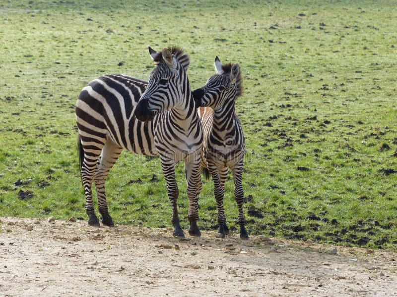 Zebras stock image. Image of junior, adult, female, ears - 29694459