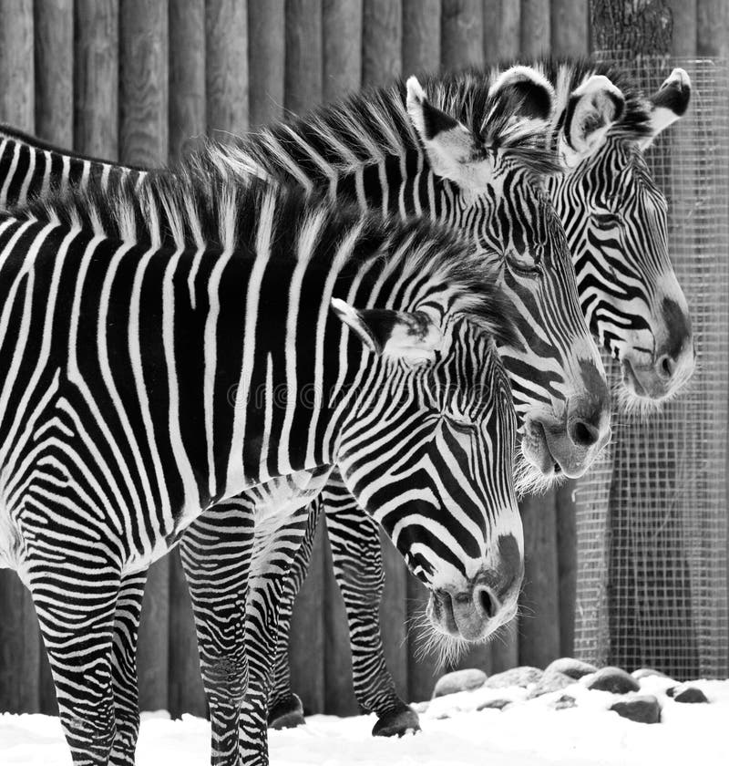 Two Zebras stock photo. Image of zebra, stripes, zoological - 7566334