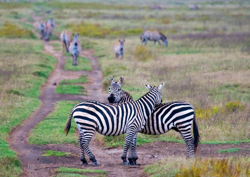 Zebras in african savanna stock image. Image of black - 32723365
