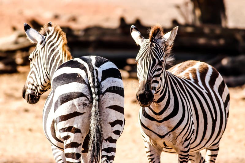Zebras from the Back and Front Stock Image - Image of park, landscape ...