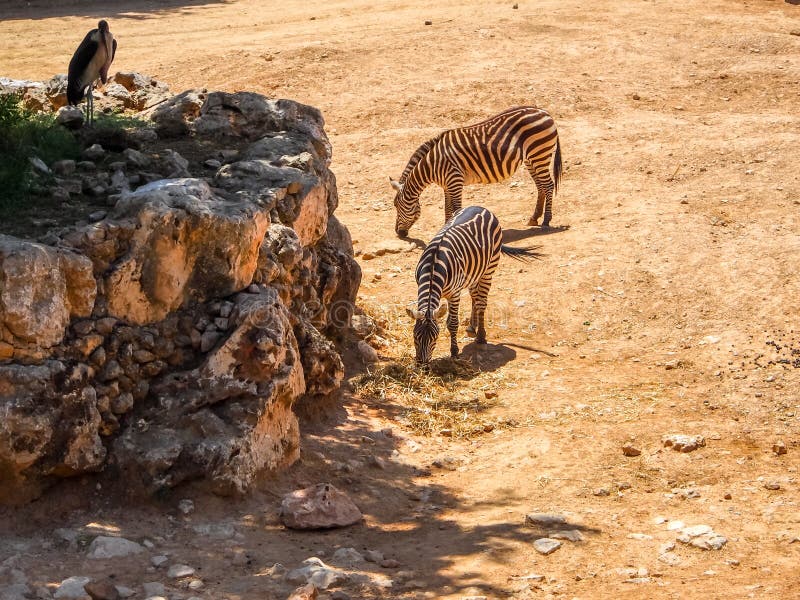 Zebras in Biblical Zoo in Jerusalem, Israel Editorial Photo - Image of ...