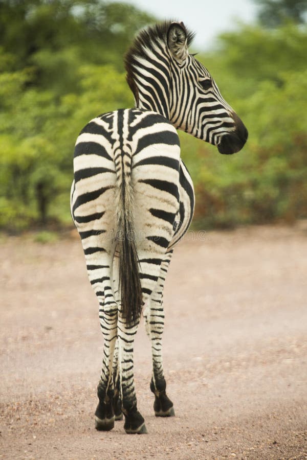 Zebra from behind stock image. Image of hunt, dirt, blurry - 193849003