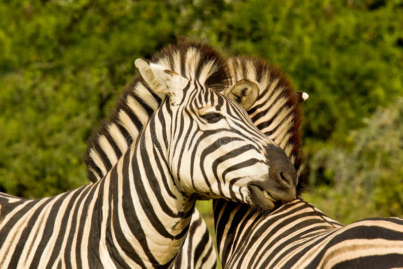 Een Zebra Die Erachter Eruit Ziet Stock Afbeelding - Image of heet ...