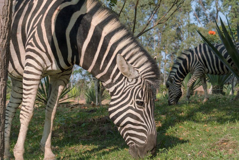 Zebras Die En in De Struiken Van Het Park Etosha Eten Weiden Stock ...