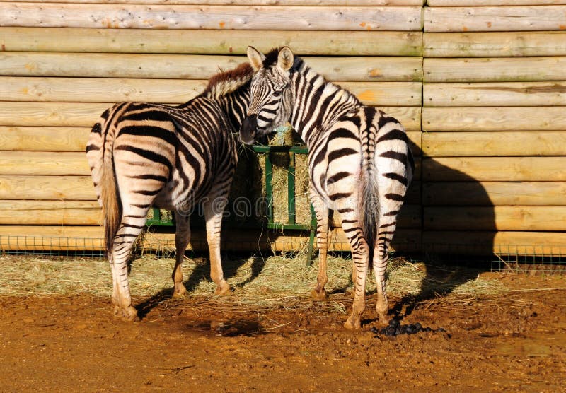 Zebras eating stock photo. Image of animal, land, masai - 7794856