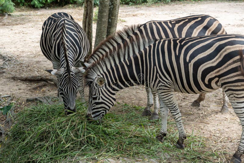 Zebras Eating Grass ,Animal Conservation and Protecting Ecosystems ...
