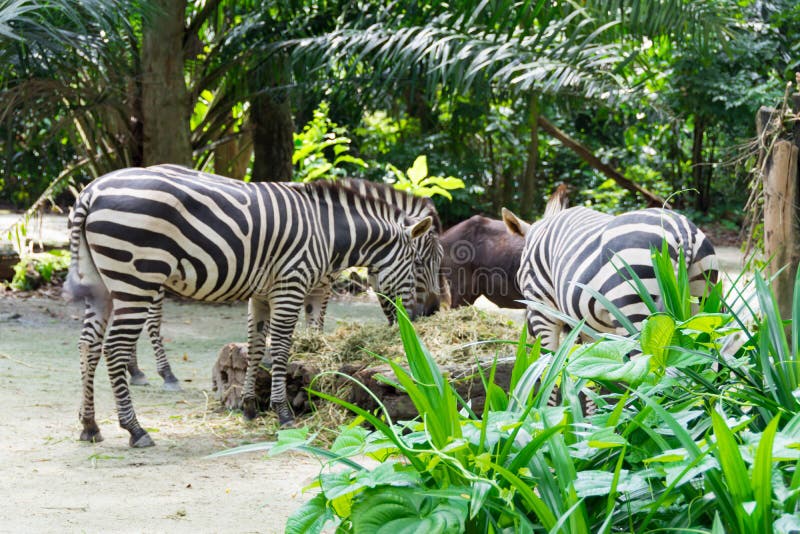 Zebras while eating stock image. Image of zebra, field - 102781975