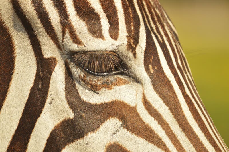 Zebras eye stock image. Image of lashes, white, black - 69116949
