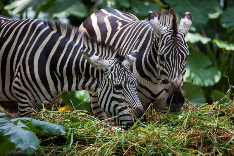 Zebras Feeding on Grass stock photo. Image of species - 37131760