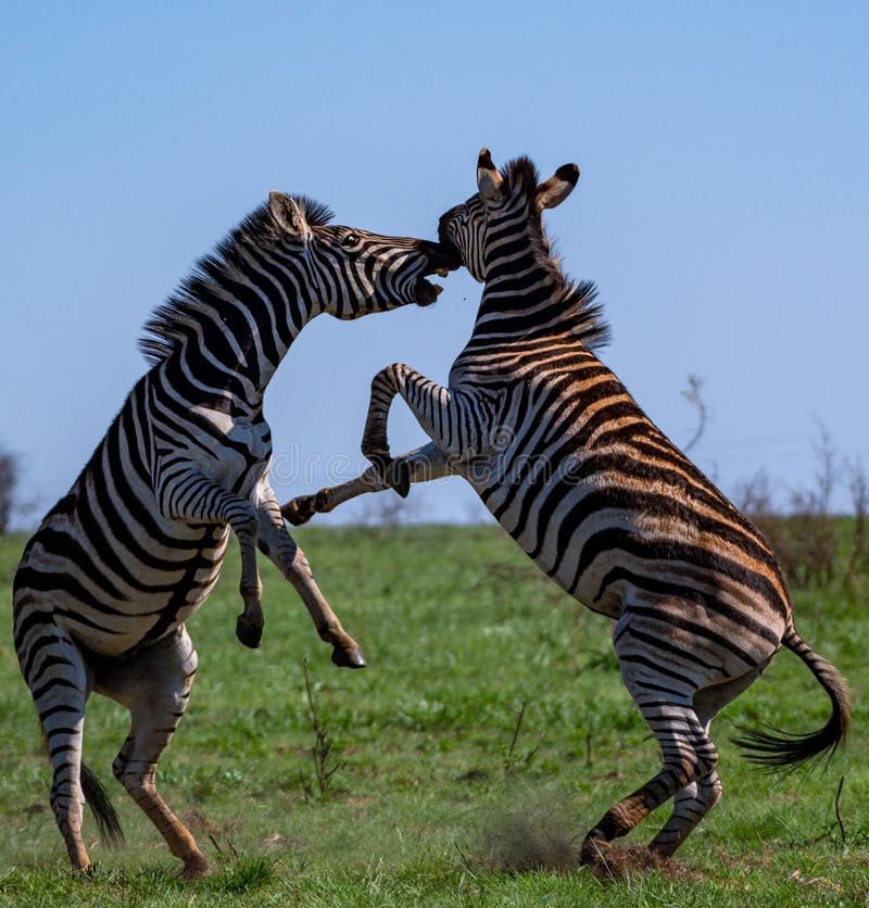 Zebras Fighting in a Field Covered in Greenery Under the Sunlight at ...