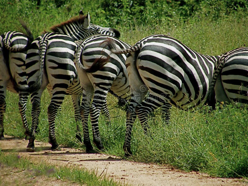 Zebras on a Path in Africa stock photo. Image of wildlife - 29146302