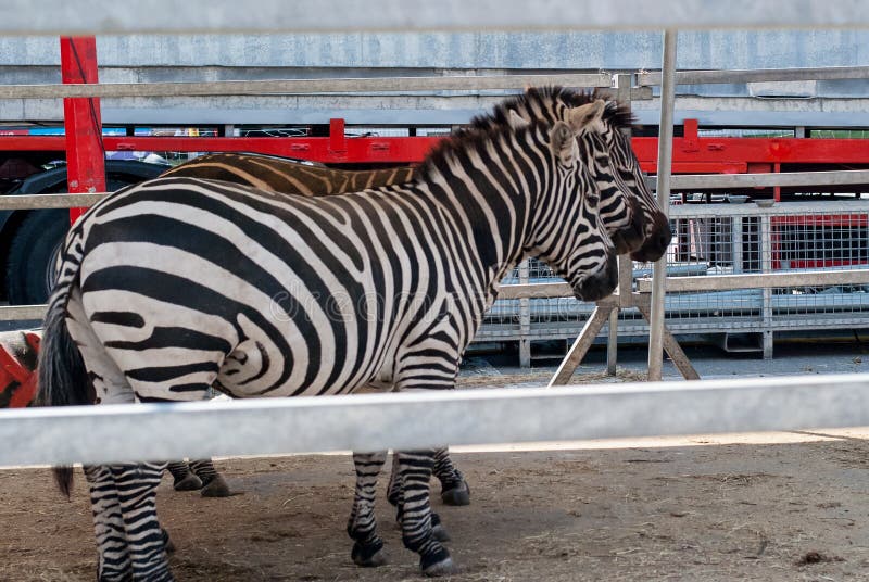 Zebras Go Outside the Fence Stock Photo - Image of beautiful, hoofed ...
