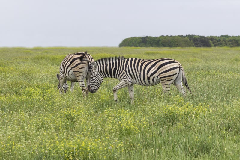 Zebras Graze in the Spring Steppe Stock Photo - Image of steppe ...