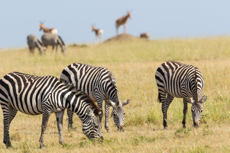 Zebras Grazing on Grass Savanna in Africa Stock Image - Image of ...