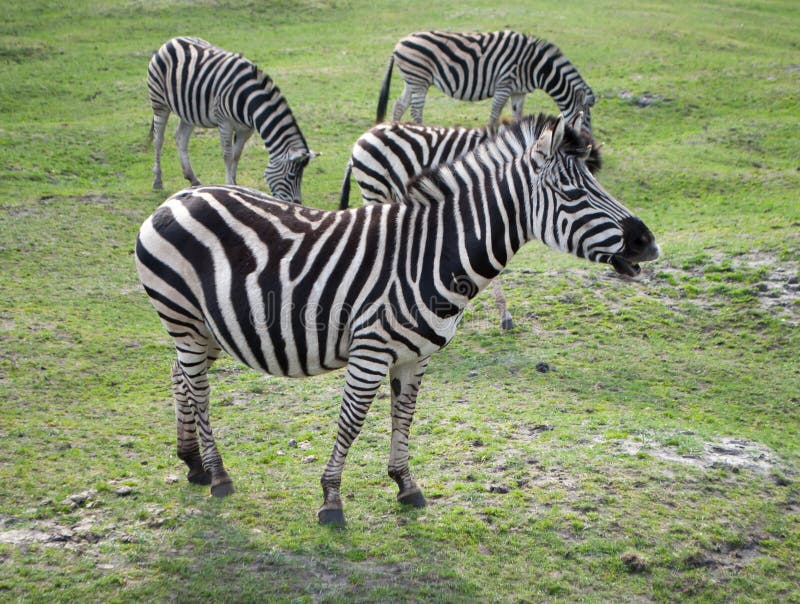 Zebras Grazing on Green Grass in the Meadow Stock Image - Image of ...