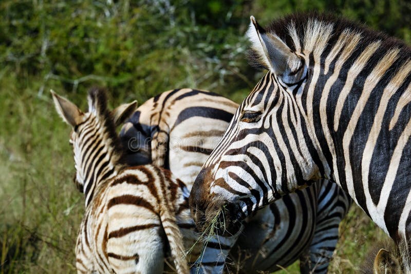 Zebras grazing stock image. Image of person, park, africa - 143766115