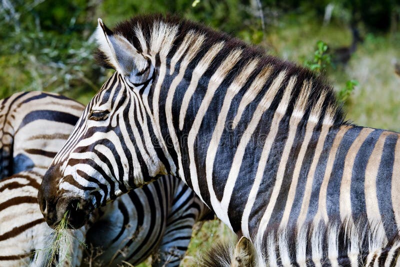 Zebras grazing stock image. Image of nature, east, creature - 143766123
