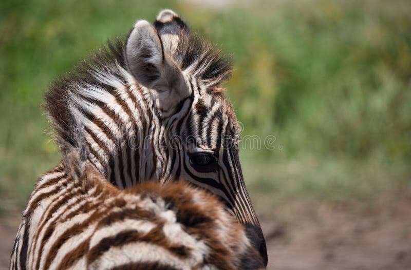 Zebras head stock image. Image of evening, morning, heads - 67862811