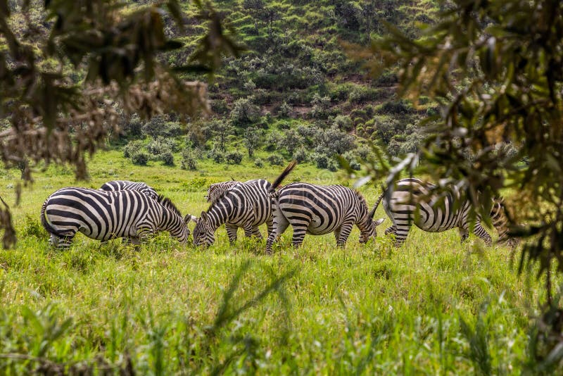 Zebras in the Hell S Gate National Park, Ken Stock Photo - Image of ...