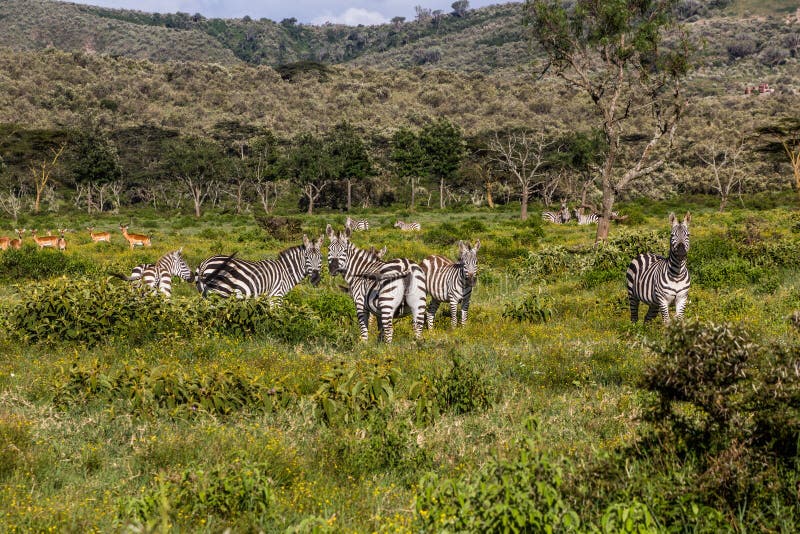 Zebras in the Hell S Gate National Park, Ken Stock Image - Image of ...