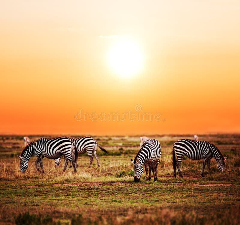 Zebra Sunset stock photo. Image of grass, safari, clouds - 14470036