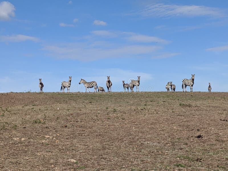 Zebras on a hill stock photo. Image of zebras, prairie - 166749566