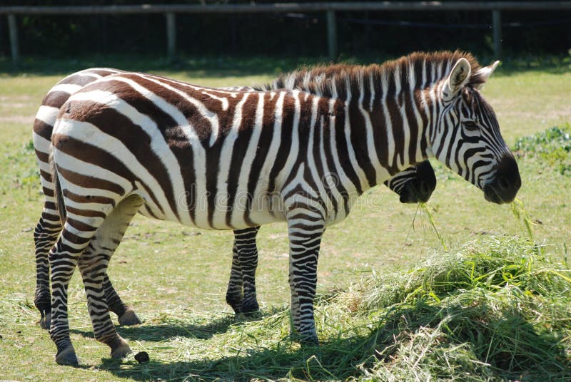 Zebras stock photo. Image of flock, black, color, stripes - 91688760