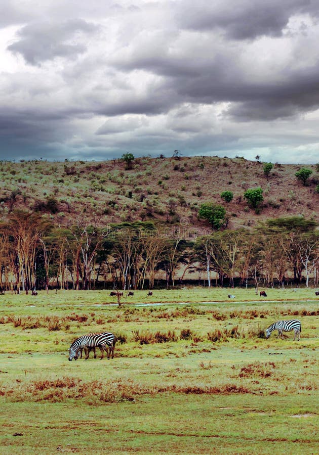 Kenyan zebras stock photo. Image of natural, wilderness - 209023234