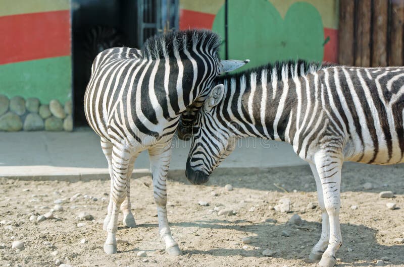 Zebras in Love in Black and White Stock Image - Image of design, skin ...