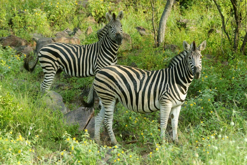 Fat Zebra Portrait In The Wild Stock Photo - Image of mammals, fatty ...