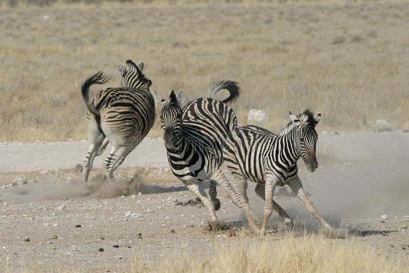 Zebra Running Scared From Lions Stock Photo - Image of full, water ...