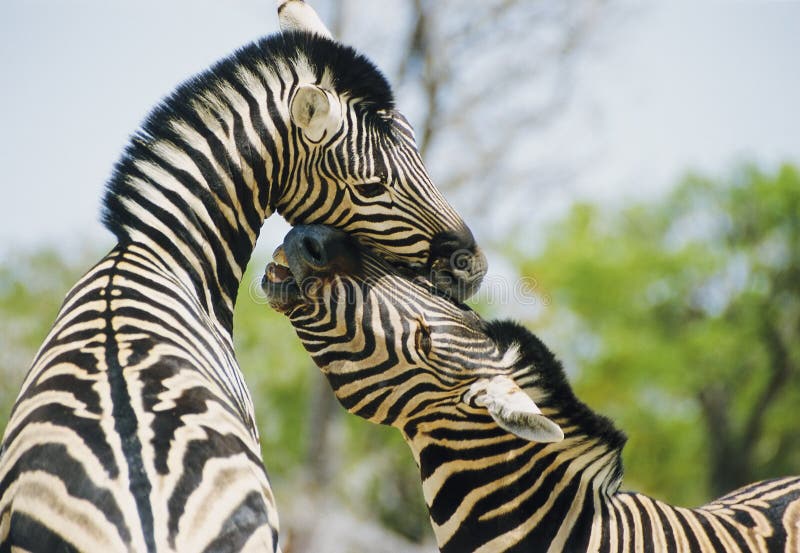 Zebras playing stock photo. Image of tourism, mammal, bush - 7394296